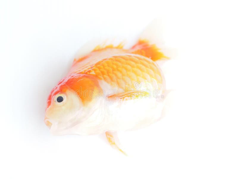 Dode goudvis, stock afbeelding. Image of schalen, zieken - 43707359