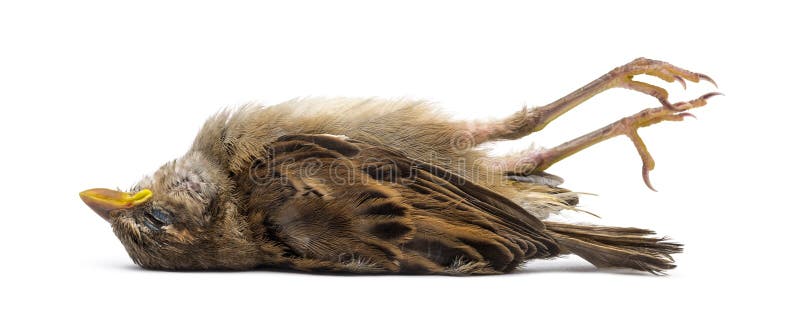 Dode Huismus stock foto. Image of achtergrond, dood, studio - 44431406