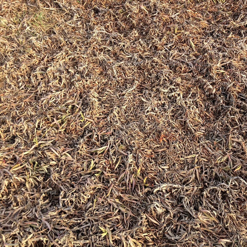 Dode Planten En Gebonden Witte Doek Stock Afbeelding - Afbeelding ...