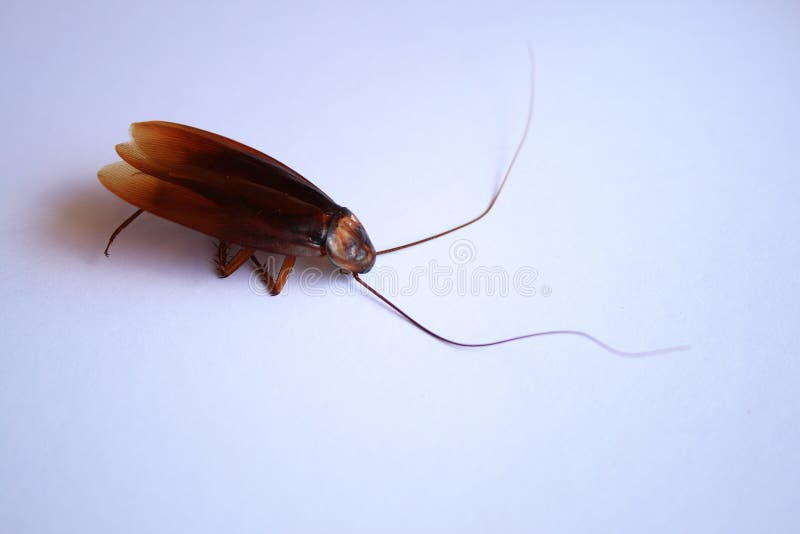 Dode Kakkerlak Over Keuken Goot Dood Insect Over Vuil En Vuile ...