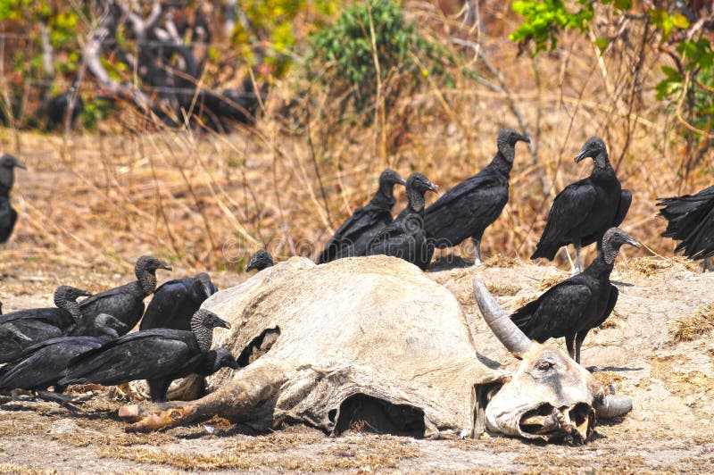Dode Koe stock foto. Image of diner, karkas, roofdier - 31065928