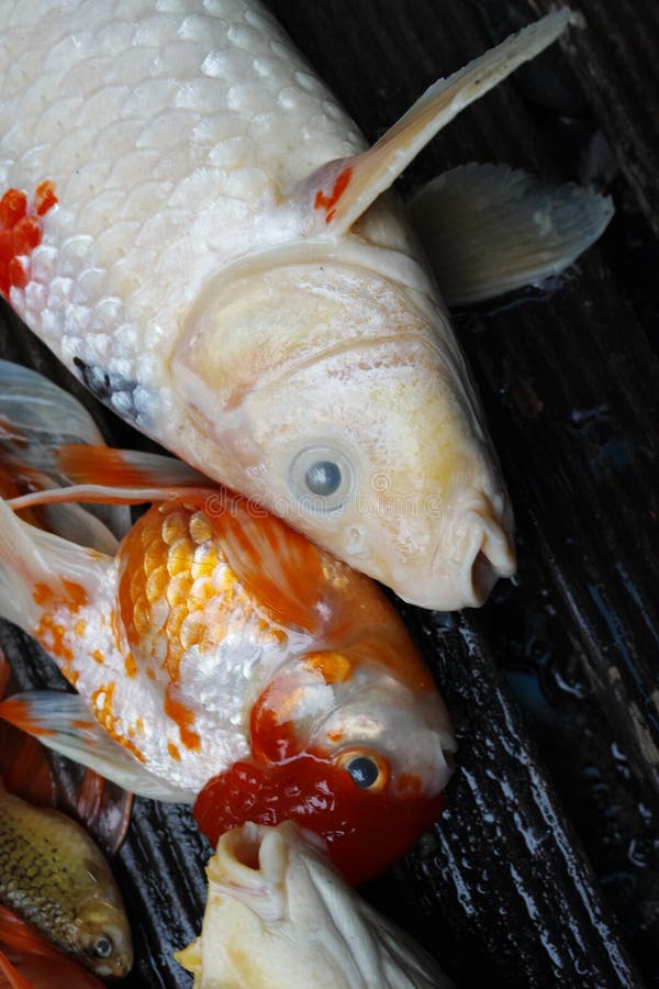 Dode Gouden Vissen, Besmette Ziekten Stock Foto - Image of goud ...