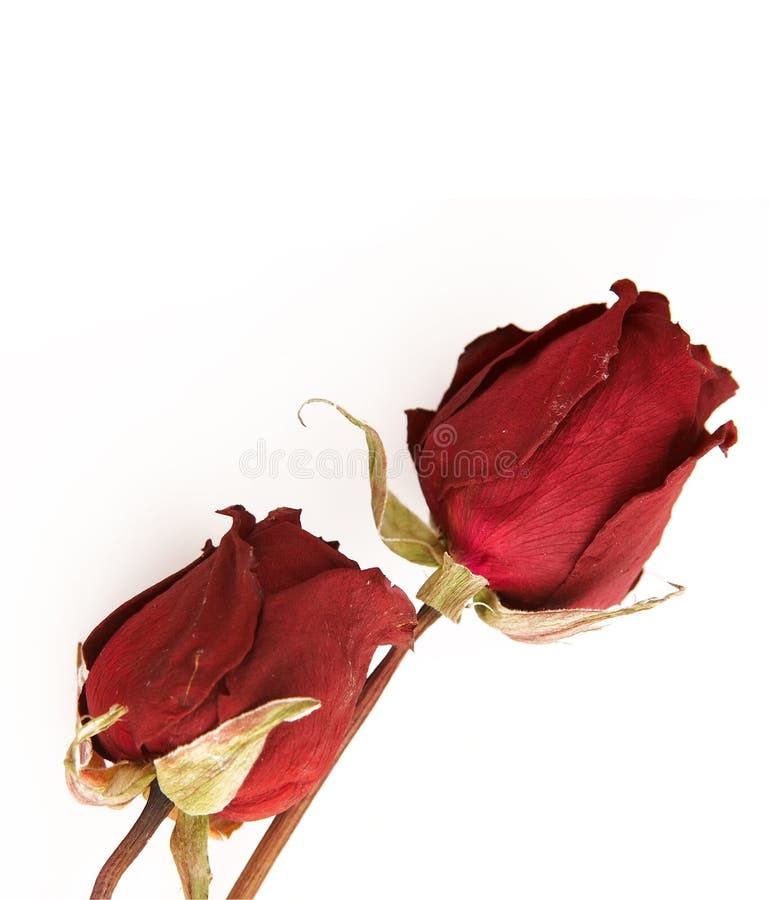 Dode rozen stock foto. Image of bloem, isolatie, geïsoleerd - 7735168
