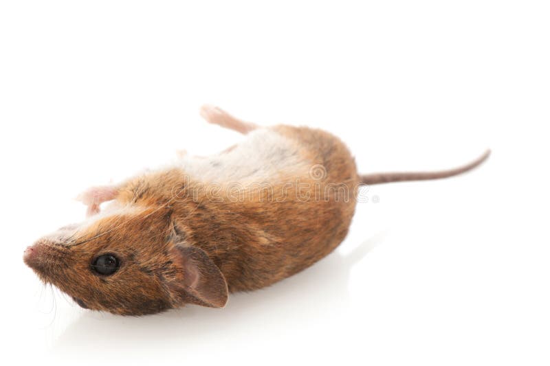Dode muis stock foto. Image of muis, knaagdier, slachtoffer - 15102910