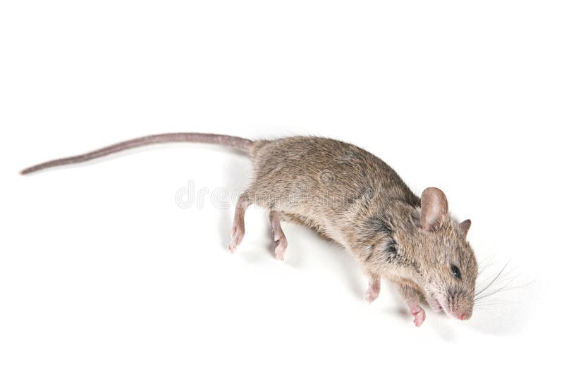 Dode muis stock afbeelding. Image of dood, voorzijde - 15908801