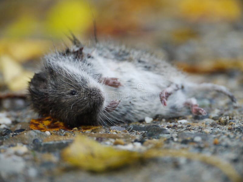 Dode muis stock foto. Image of muis, dood, bederf, voer - 28591404