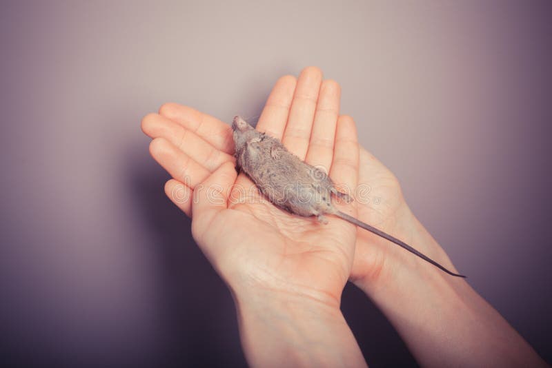 Dode muis in een hand stock afbeelding. Image of onderaan - 39123381