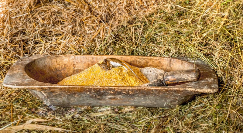 Dode Die Muis in Een Val Wordt Gevangen De Dood, Zorg, Droefheid, Het ...