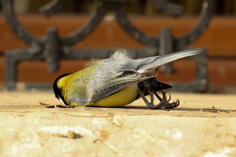 Dode mus stock afbeelding. Image of vogels, vogel, overgaan - 45987461