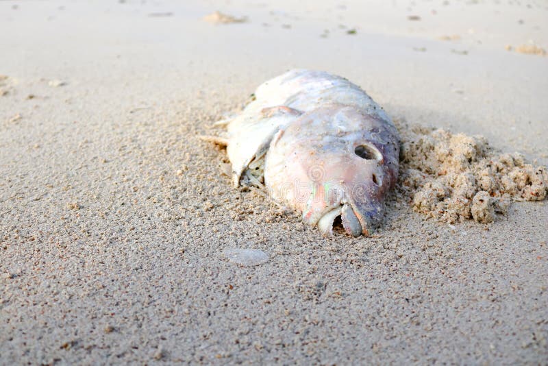 Dode Papegaaivissen Op Het Strand Stock Foto - Image of oceaan, koraal ...