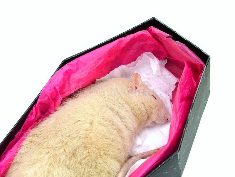 Dode rat stock foto. Image of dood, leuk, huisdieren, doodskist - 270628
