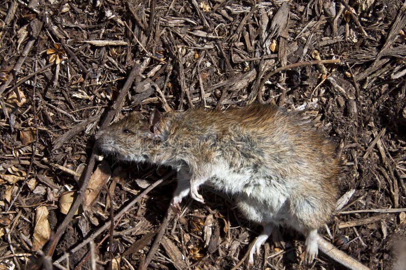 Dode Rat stock afbeelding. Afbeelding bestaande uit dier - 25339393