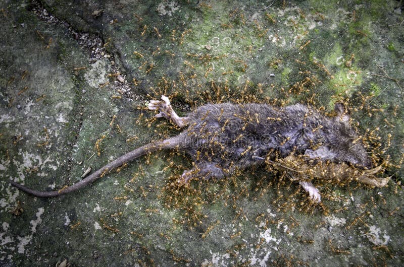 Dode rat stock afbeelding. Image of klein, dier, insecten - 44421039