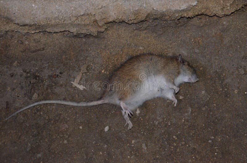 Dode rat stock afbeelding. Image of onderaan, kant, hoofd - 66471787