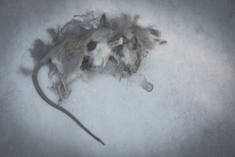 Dode Rat, Muis Op Vloer Dode Rat Op Een Grond Stock Afbeelding - Image ...
