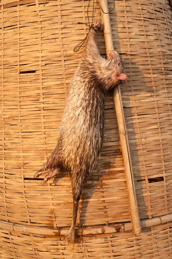 Dode Ratten in Landelijke Markt Stock Foto - Image of dier, azië: 32002224