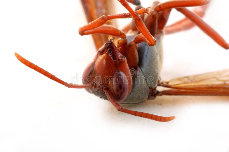 Dode rode wesp stock afbeelding. Image of antenne, parasitisch - 10826237