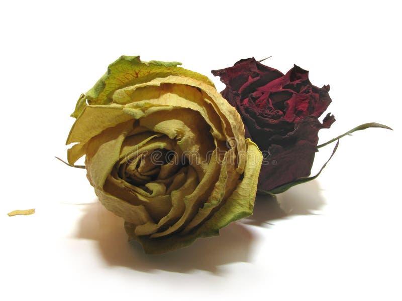Dode rozen 07 stock afbeelding. Image of zorg, romaans - 3809859