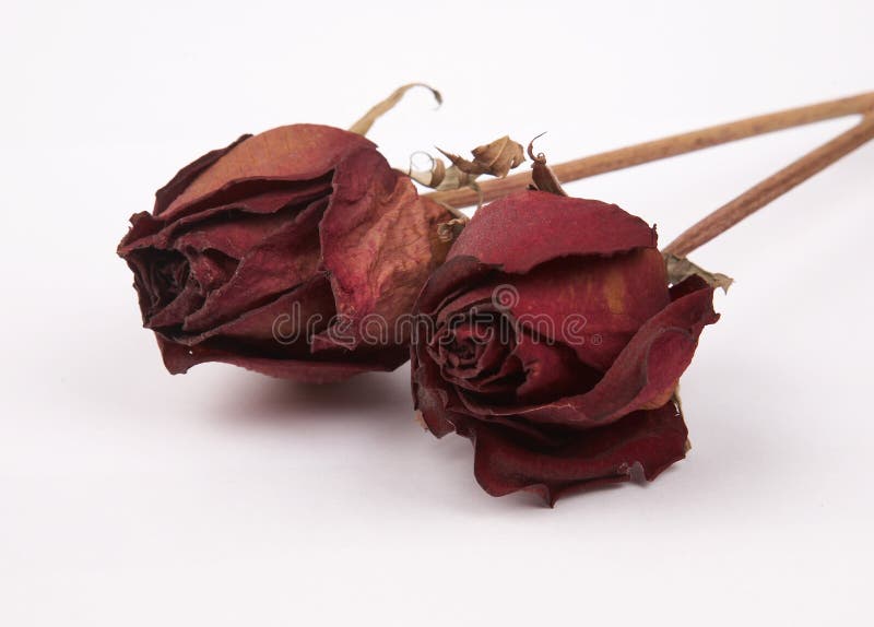 Dode rozen stock foto. Image of bloem, isolatie, geïsoleerd - 7735168