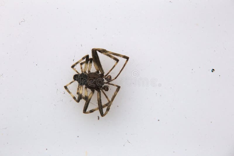 Dode spin in een spinweb stock afbeelding. Image of dier - 191353125