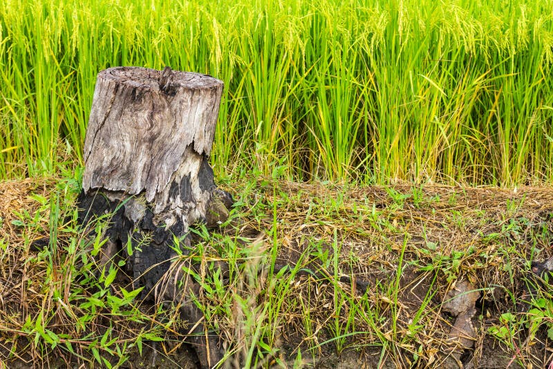Dode stompen stock foto. Image of vernietiging, tuin - 43039048