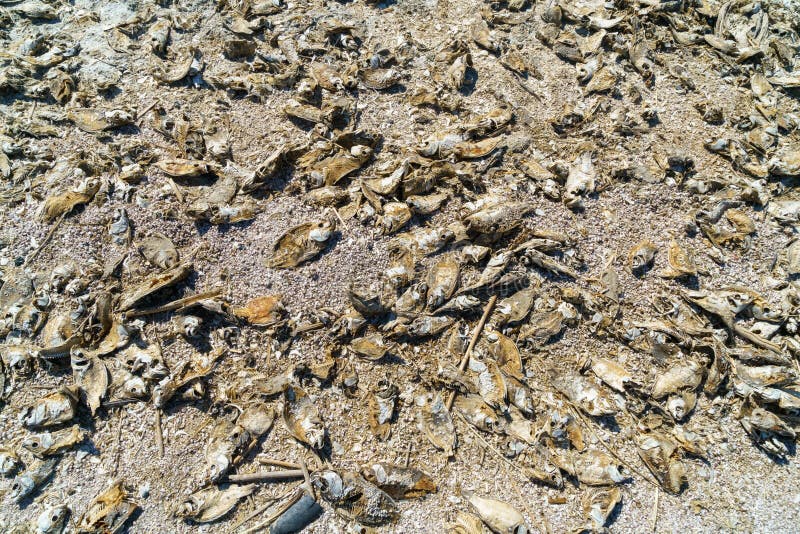 De Dode Vissen Van De Droogteschade Op Droog Meer Stock Afbeelding ...