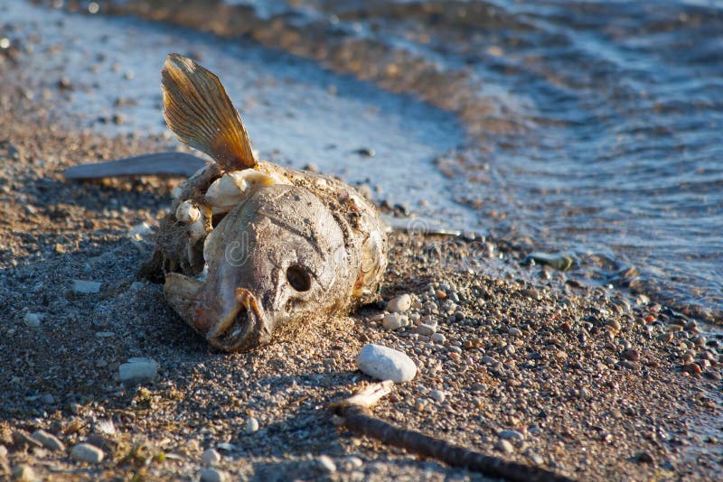 Dode Vis stock afbeelding. Image of kust, strand, zand - 24362041