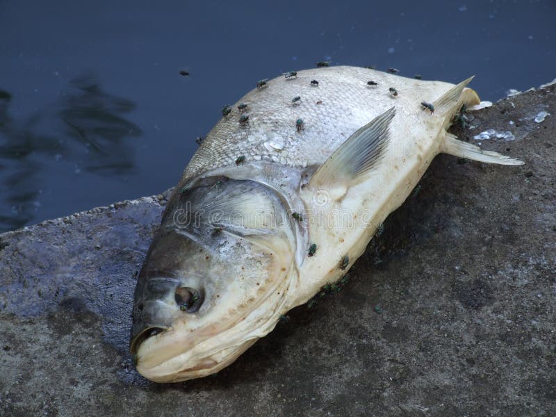 Dode Vissen stock foto. Image of overzees, matrijs, salton - 23698164