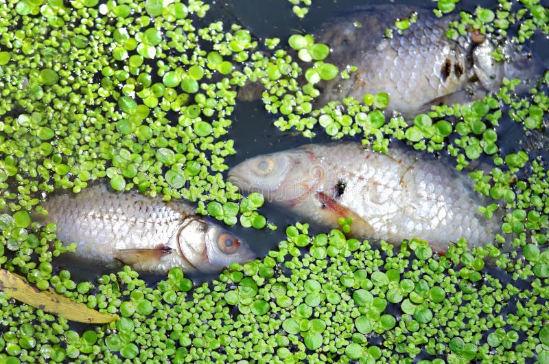 Dode vissen stock foto. Image of probleem, water, vissen - 44386318