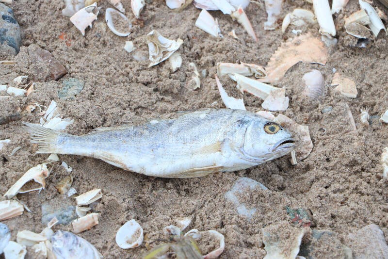 Dode vissen stock afbeelding. Image of vissen, zand, water - 70767723