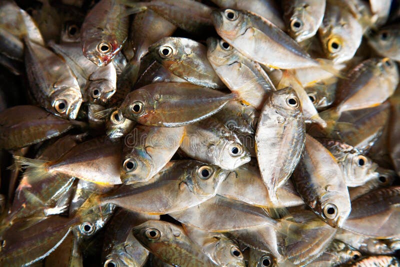 De dode vis in de vijver stock foto. Image of visserij - 179726996