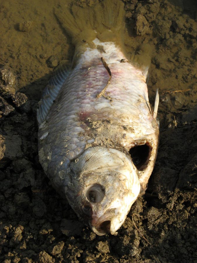 Dode Vissen Op Het Strand? Beeld Opgezet Met Verfraaid Biohazard ...