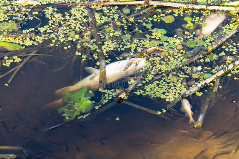 Dode Vissen in De Rivier Wegens Verontreiniging Van De Rivier Stock ...