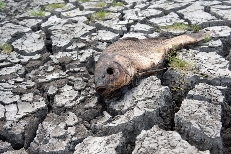 Dode Vissen Op Droog Moerasland Stock Foto - Image of skelet, buiten ...