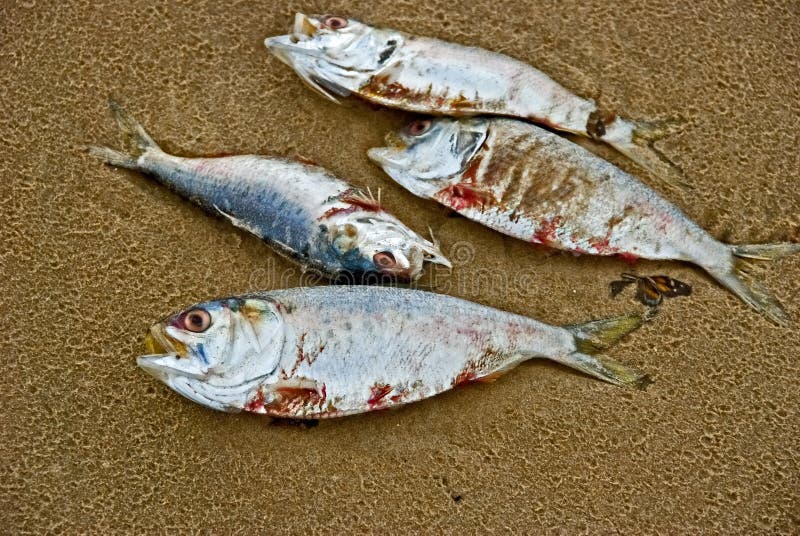 Dode vissen op strand stock afbeelding. Image of bederf - 11760977