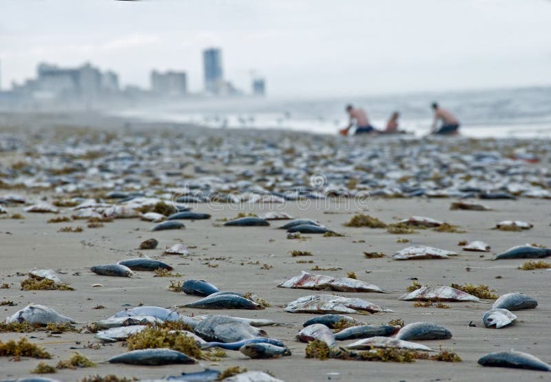 Dode Vissen Tijdens Rood Getijde Stock Foto - Image of strand, mensen ...