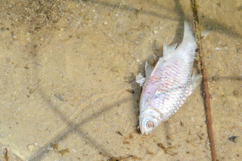 Dode vissen in vijver stock afbeelding. Image of milieu - 58147301