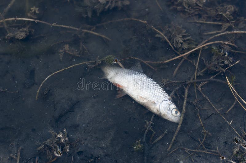 Dode Vissen in Water stock afbeelding. Image of rivier - 56975933