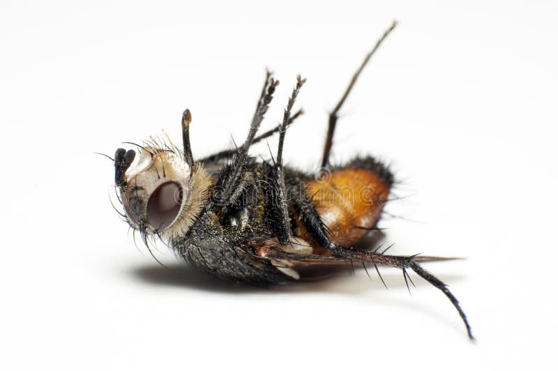 Het hoofd van de vlieg stock foto. Image of neus, insect - 19255758