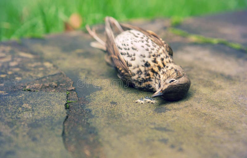 Dode Vogel in Dode Eiken Bladeren Merel, Turdus-merula, Die in Bruine ...