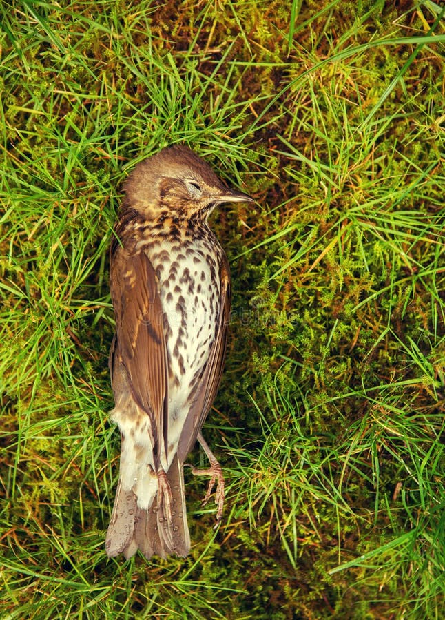 Dode Vogel Die Op De Herfstbladeren Liggen Stock Foto - Image of lied ...