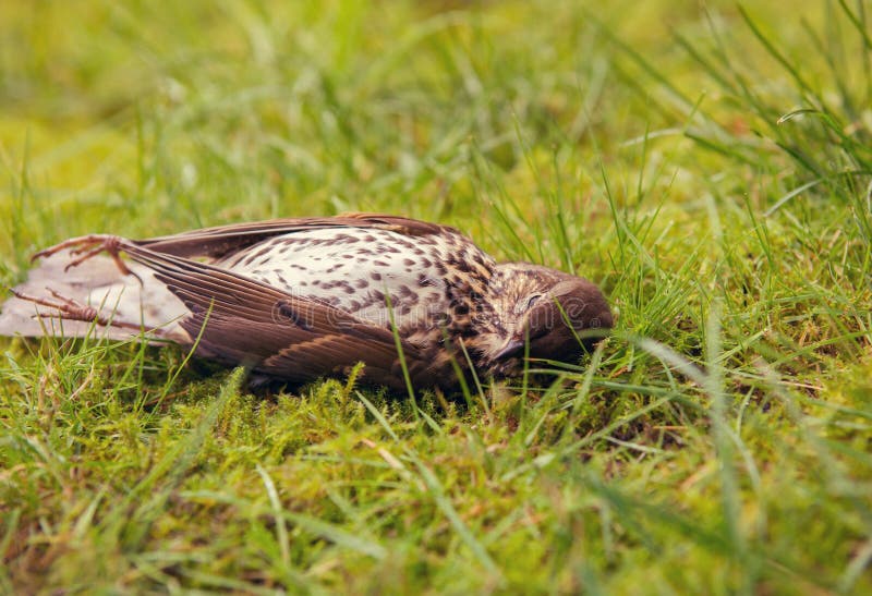Dode Vogel in Dode Eiken Bladeren Merel, Turdus-merula, Die in Bruine ...