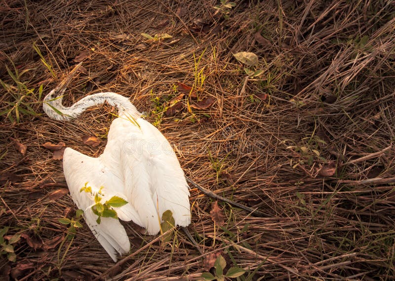 Dode vogel stock foto. Image of grasmus, reis, ontario - 5232656