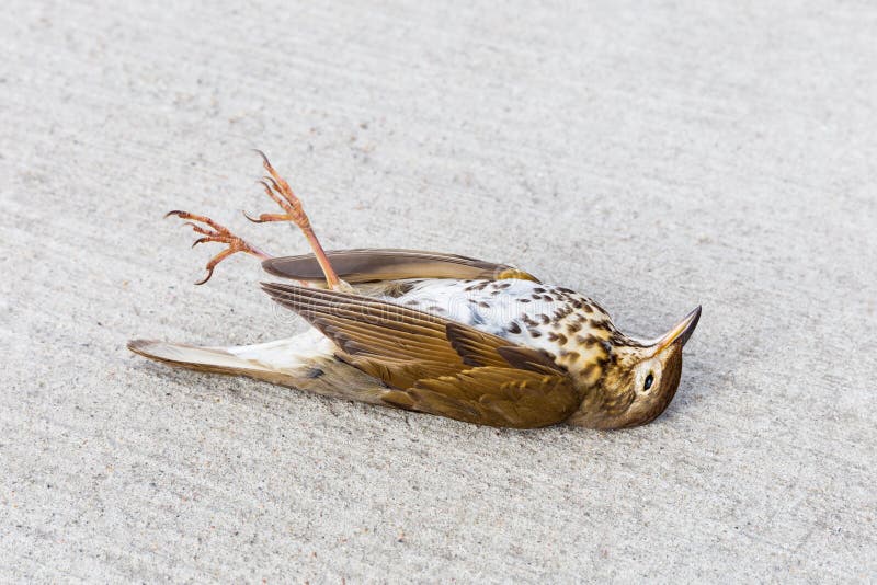Dode vogel stock foto. Image of concreet, dier, griep - 74693374