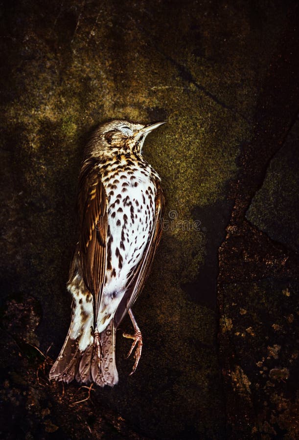 Dode Vogel Die Op De Herfstbladeren Liggen Stock Foto - Image of lied ...