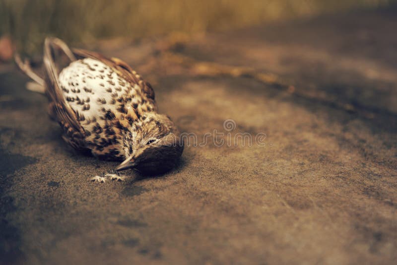Dode vogel stock afbeelding. Image of zieken, gras, landschap - 37274309