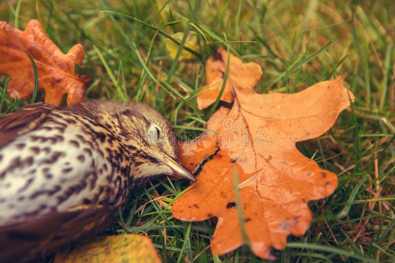 Dode vogel stock afbeelding. Image of zieken, gras, landschap - 37274309