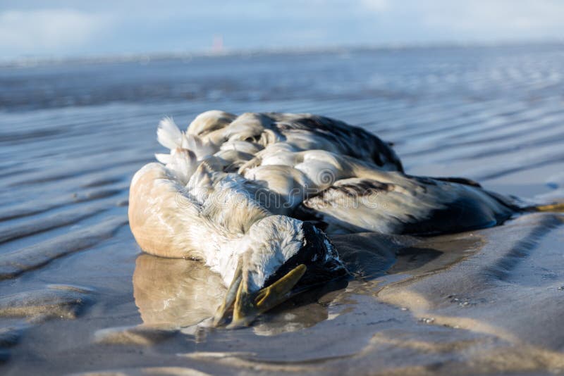 Dode vogel stock foto. Image of grasmus, reis, ontario - 5232656