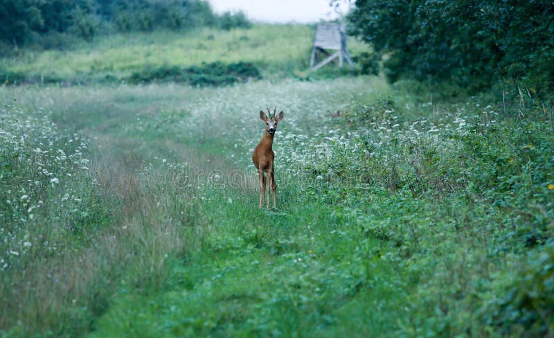 Doe stock image. Image of head, field, countryside, brown - 15589695
