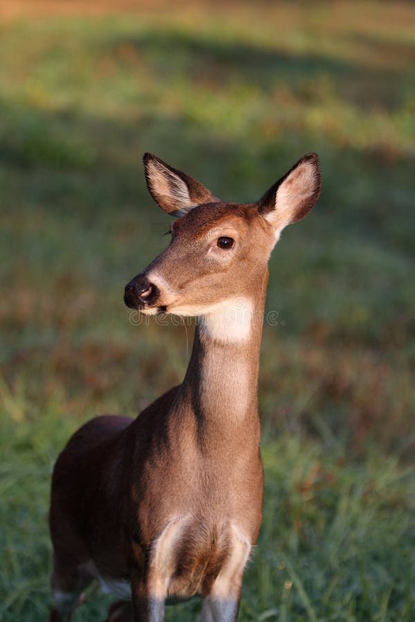 Doe stock photo. Image of whitetail, deer, hunting, buck - 21744418